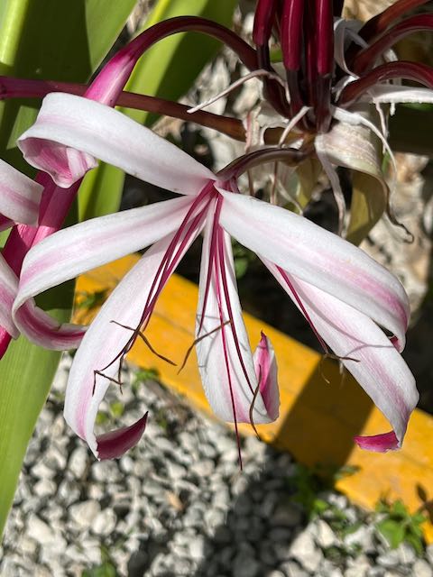 Chasing Chichan Itza | Around the World with Marsha & Joel