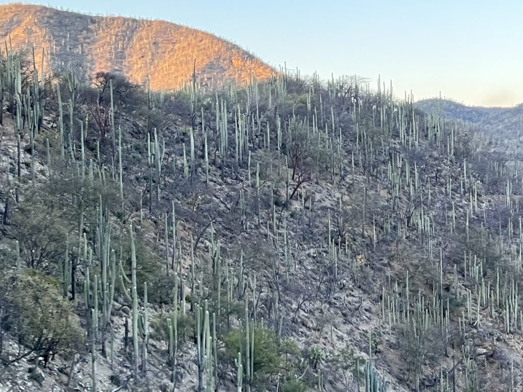 Revisiting Oaxaca by Way of Puebla | Around the World with Marsha & Joel